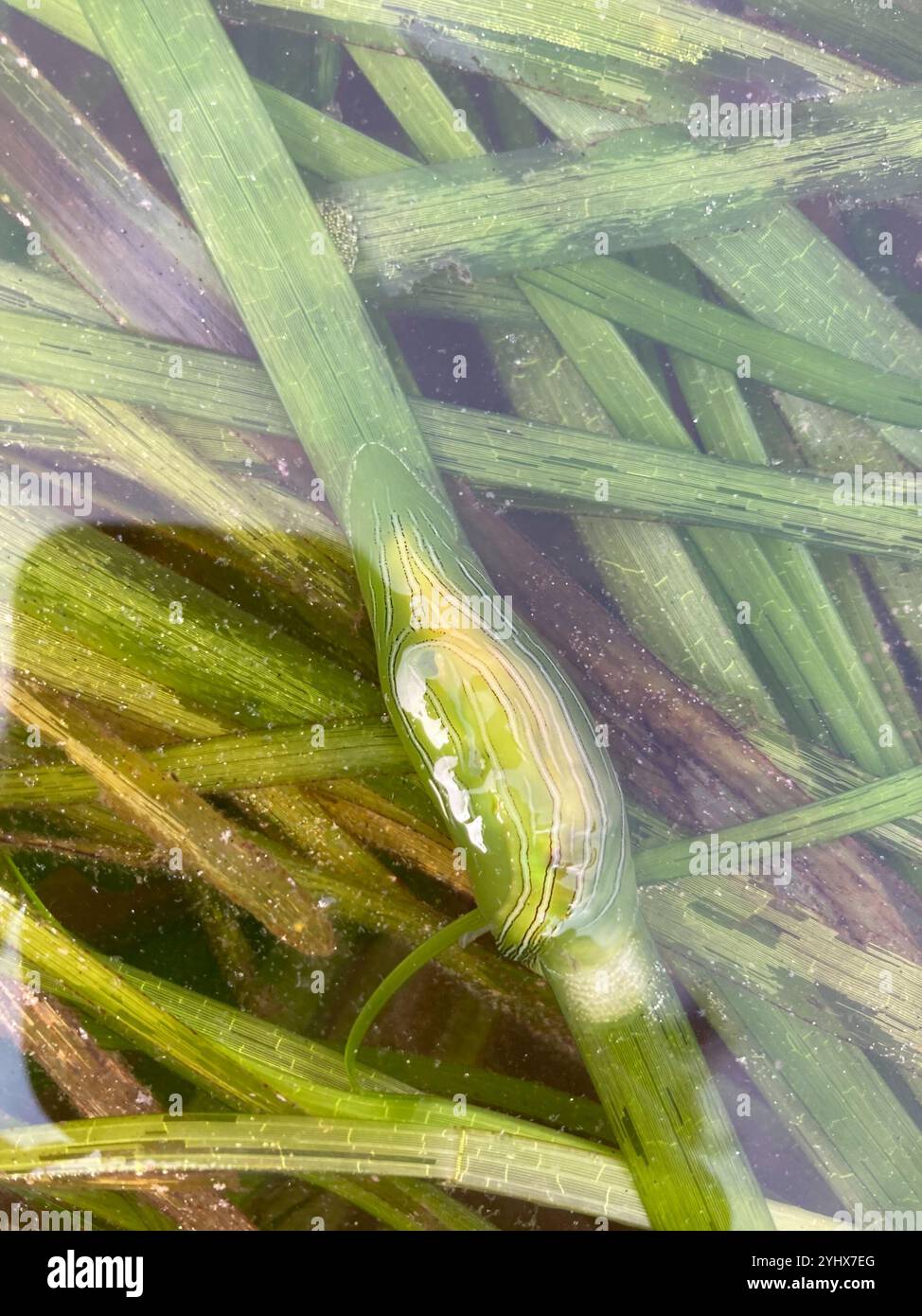 Taylor's Seahare (Phyllaplysia taylori Stock Photo - Alamy