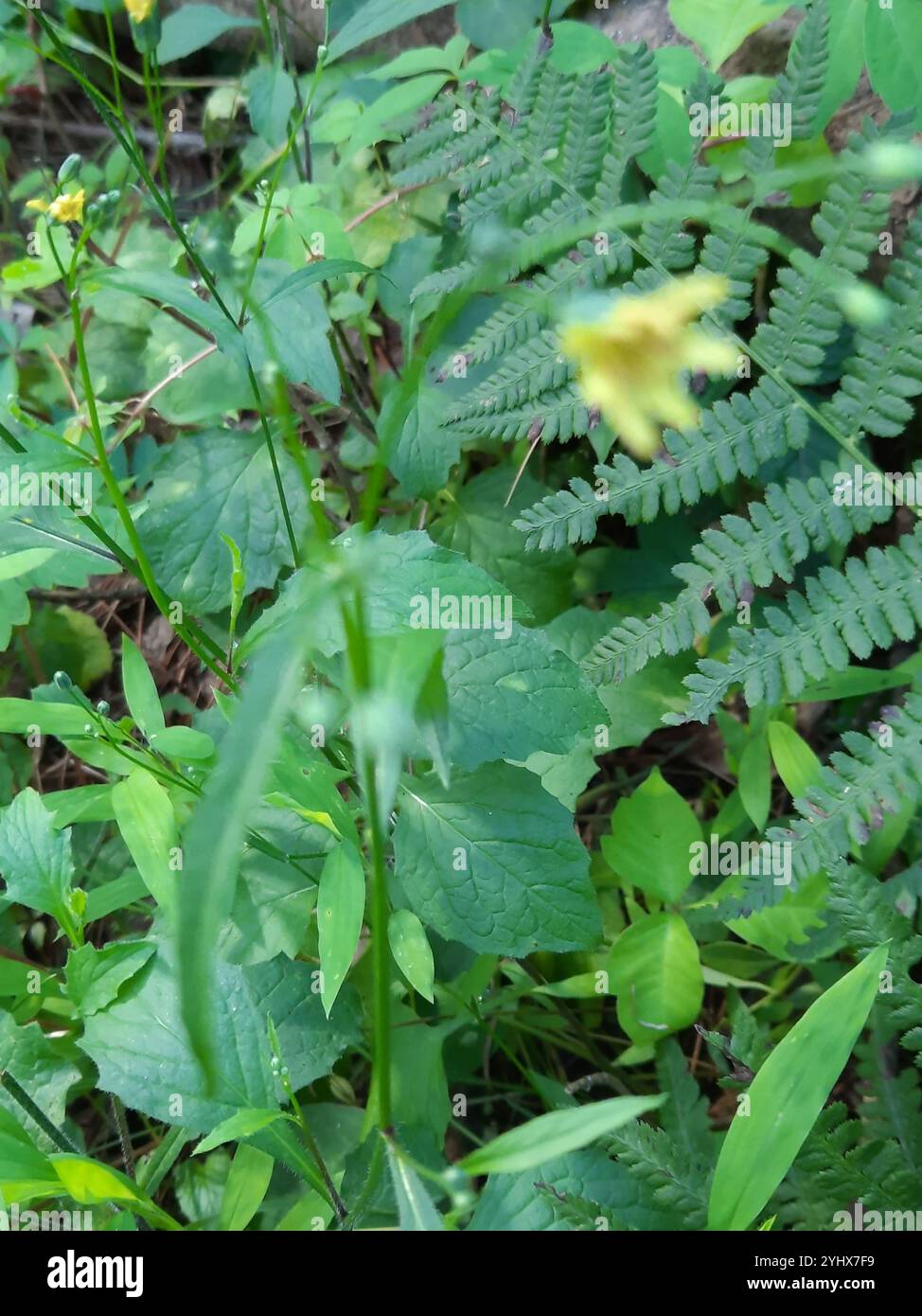 nipplewort (Lapsana communis Stock Photo - Alamy