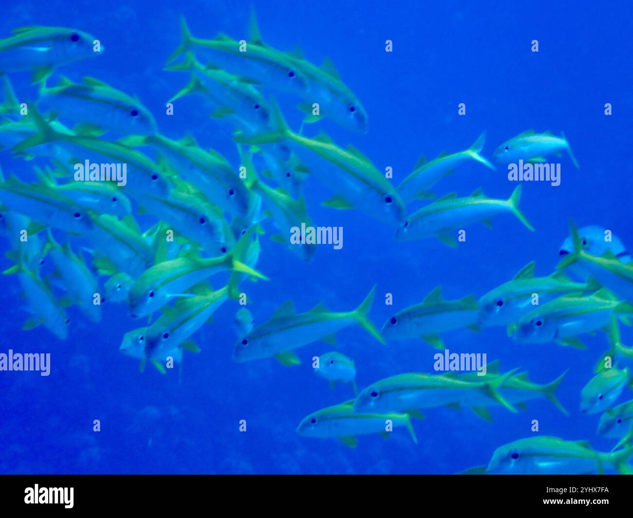 Yellowfin Goatfish (Mulloidichthys vanicolensis Stock Photo - Alamy
