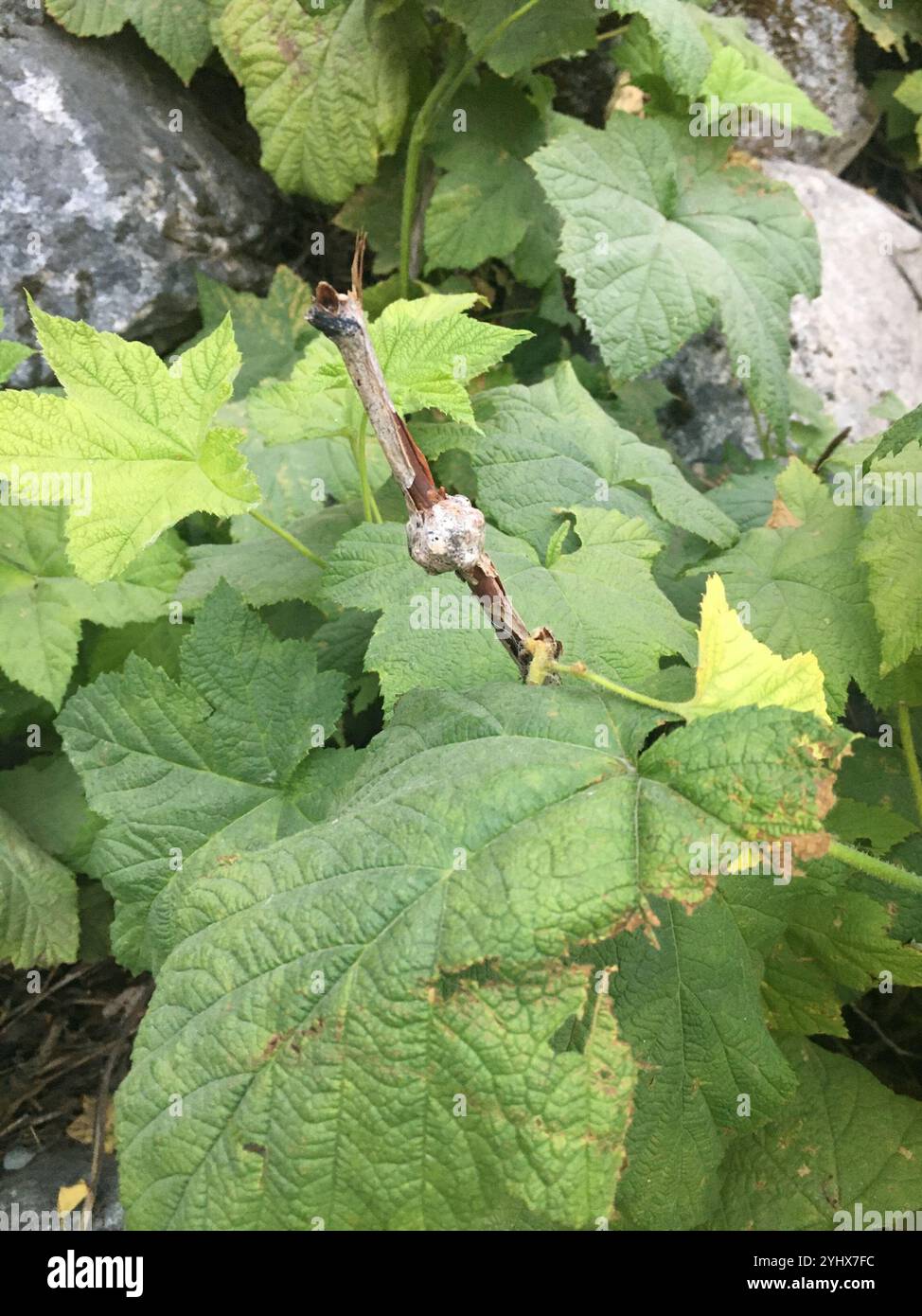 thimbleberry gallmaker (Diastrophus kincaidii Stock Photo - Alamy