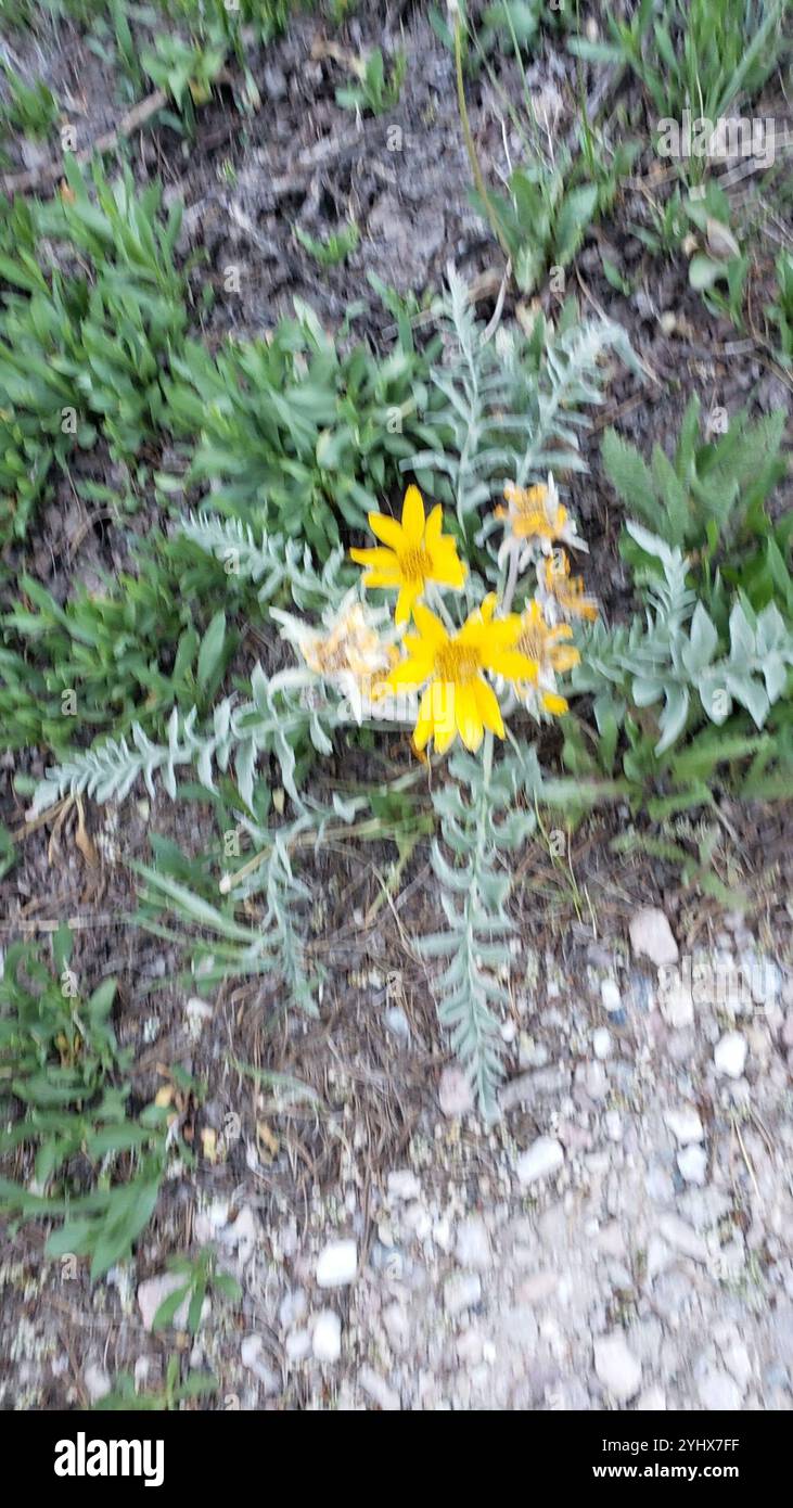 Balsamorhiza incana hi-res stock photography and images - Alamy