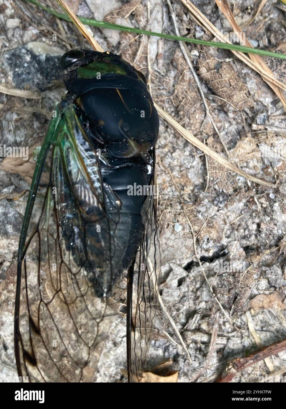 Dog-day Cicadas (Neotibicen Stock Photo - Alamy