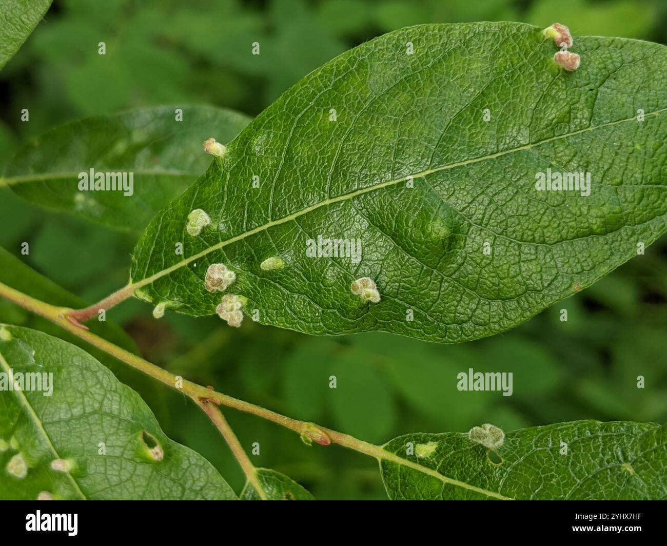 Aculus tetanothrix hi-res stock photography and images - Alamy