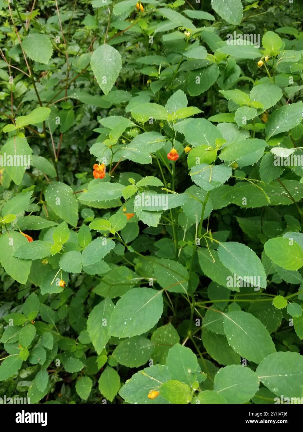 common jewelweed (Impatiens capensis Stock Photo - Alamy