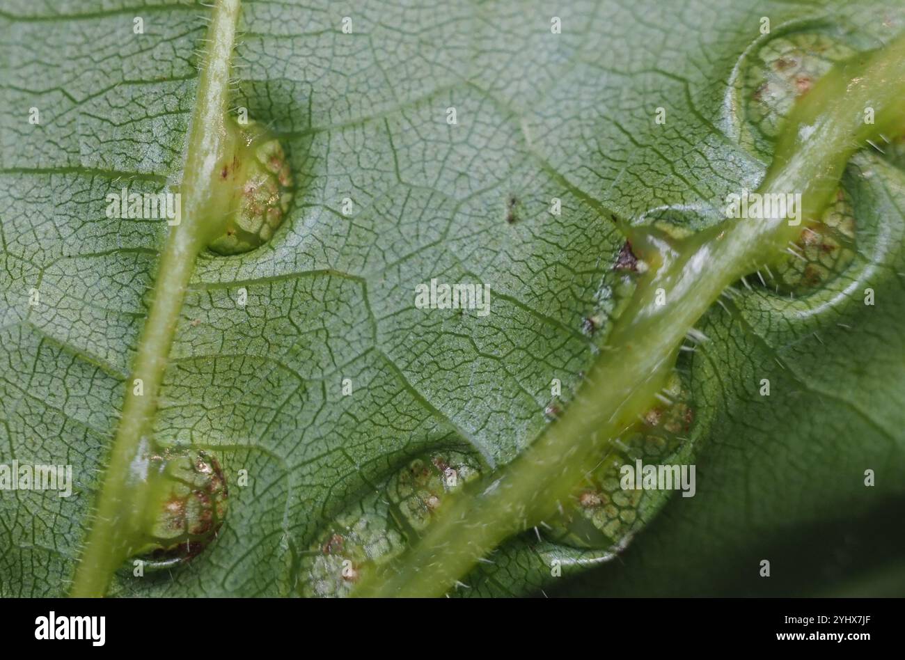 Grape Midge Galls (Vitisiella Stock Photo - Alamy
