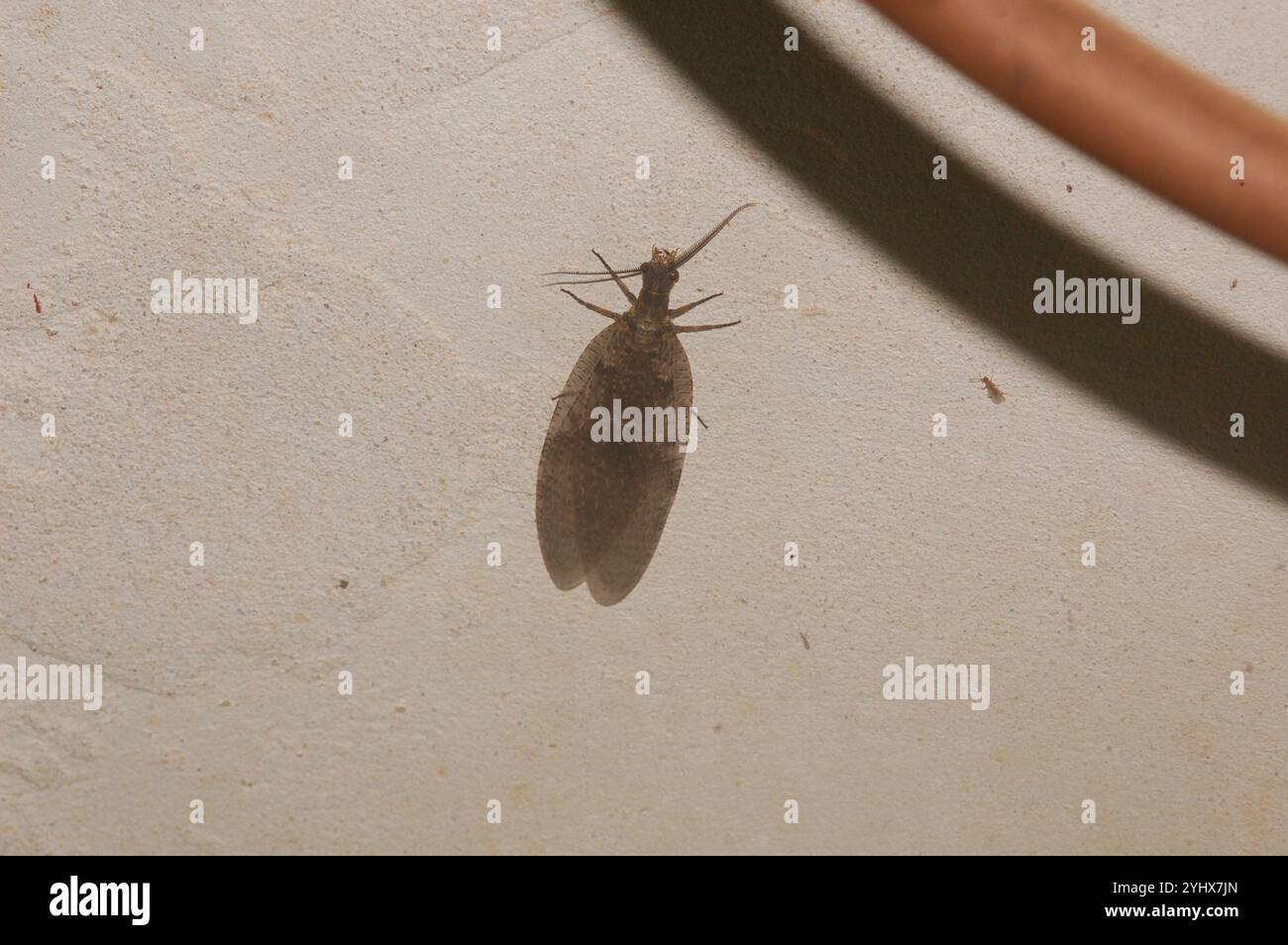Summer fishfly hi-res stock photography and images - Alamy