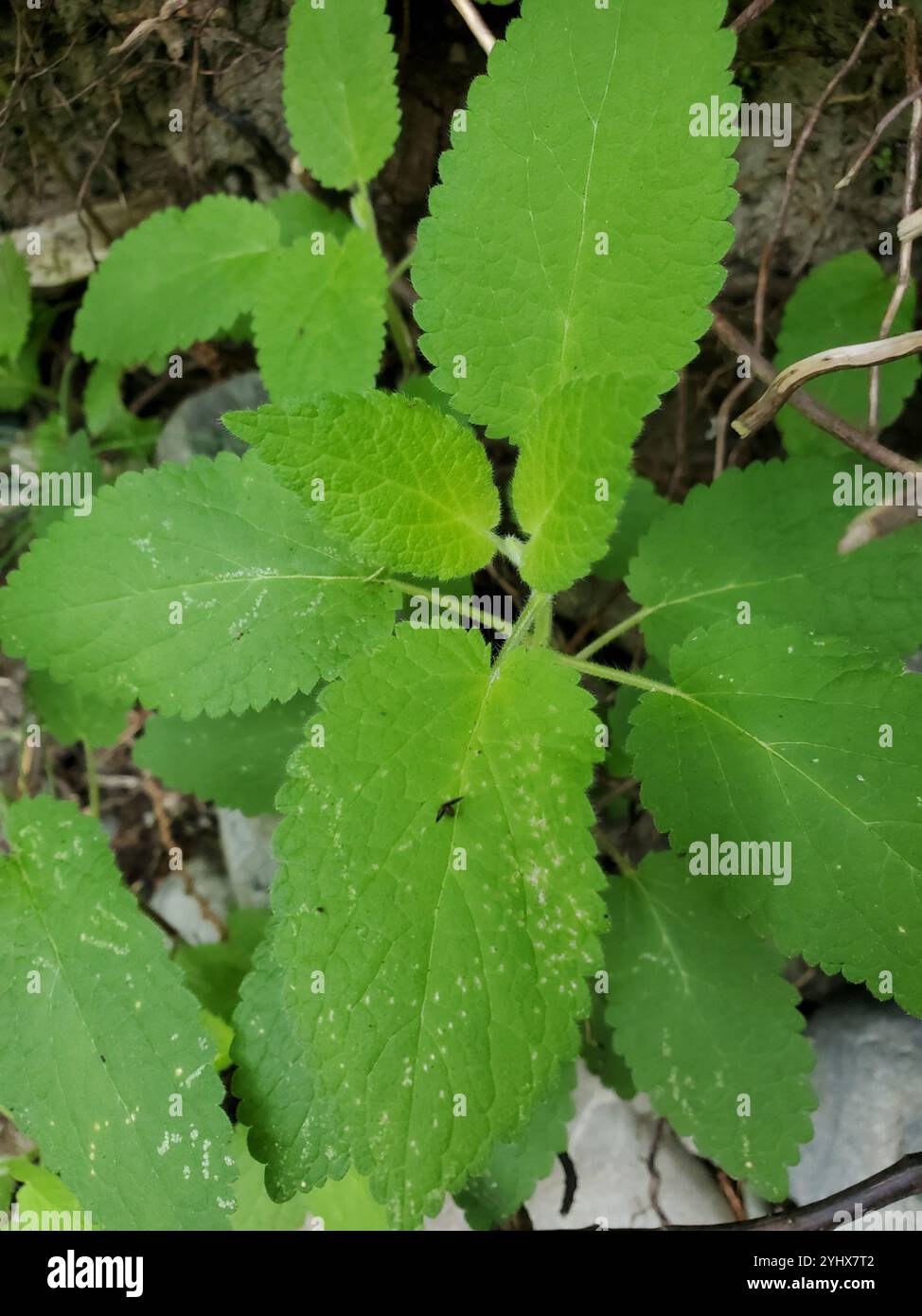 Coastal hedge nettle hi-res stock photography and images - Alamy