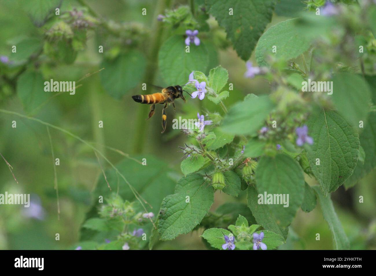 Giant Honey Bee (Apis dorsata Stock Photo - Alamy