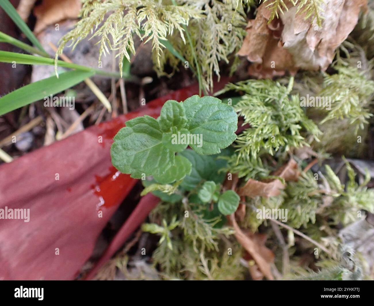 yerba buena (Clinopodium douglasii Stock Photo - Alamy