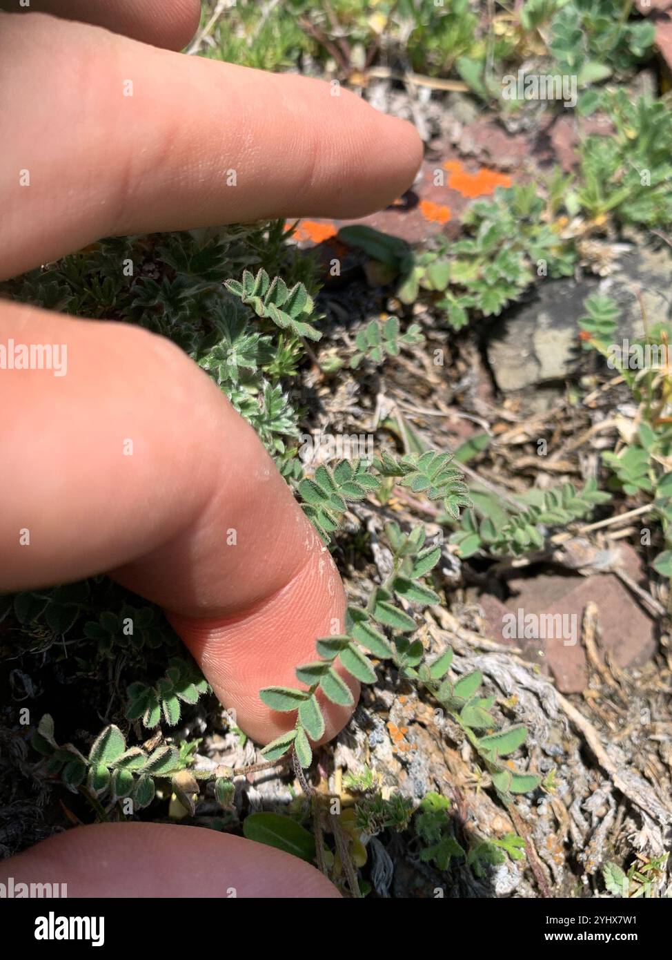 Alpine Milkvetch (Astragalus alpinus Stock Photo - Alamy