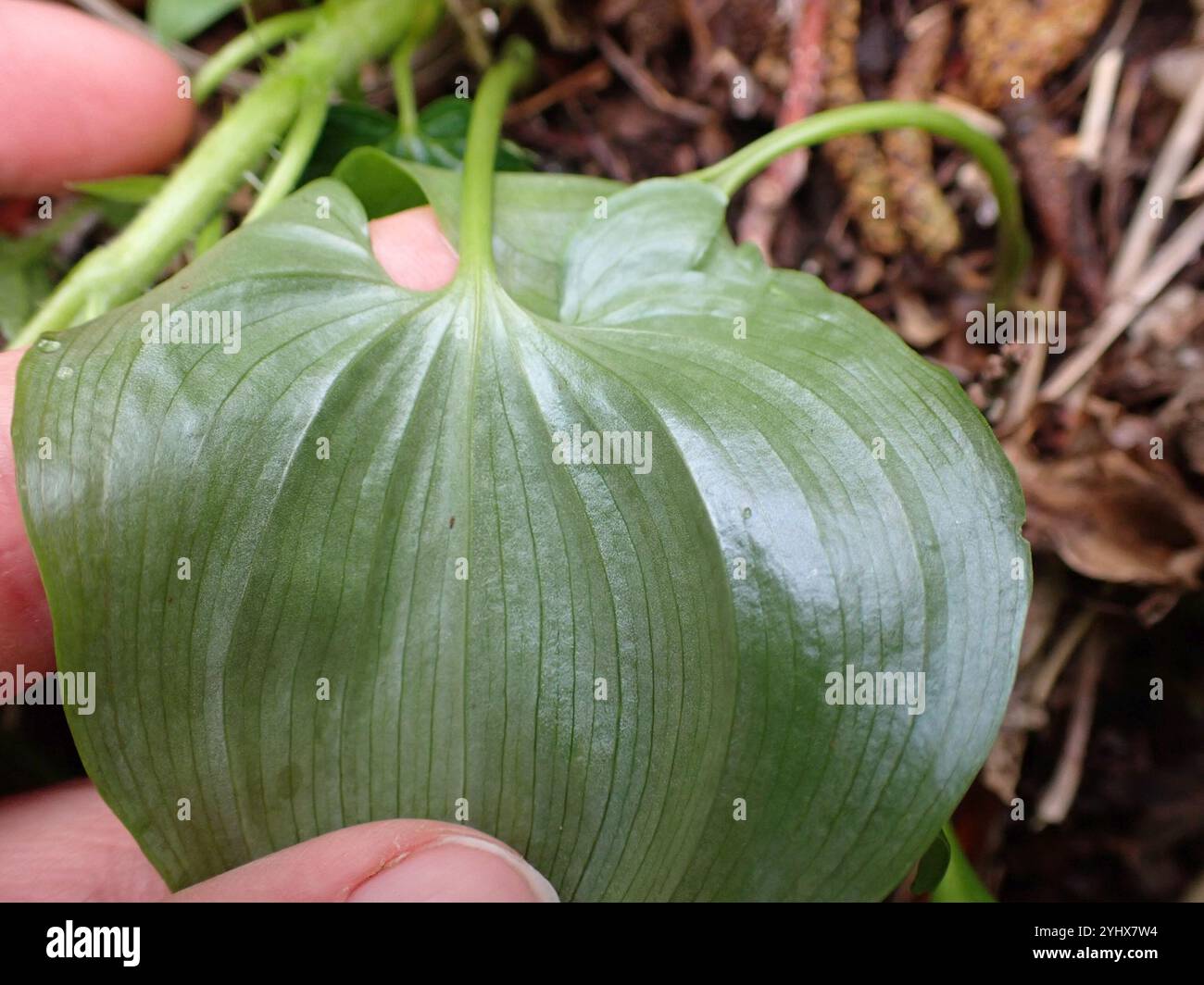Western Lily of the Valley (Maianthemum dilatatum Stock Photo - Alamy