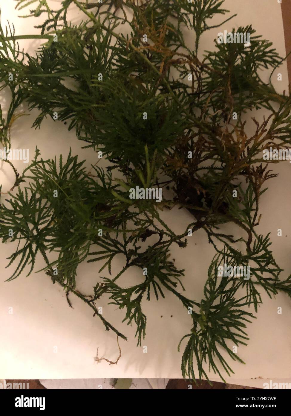 fan clubmoss (Diphasiastrum digitatum Stock Photo - Alamy