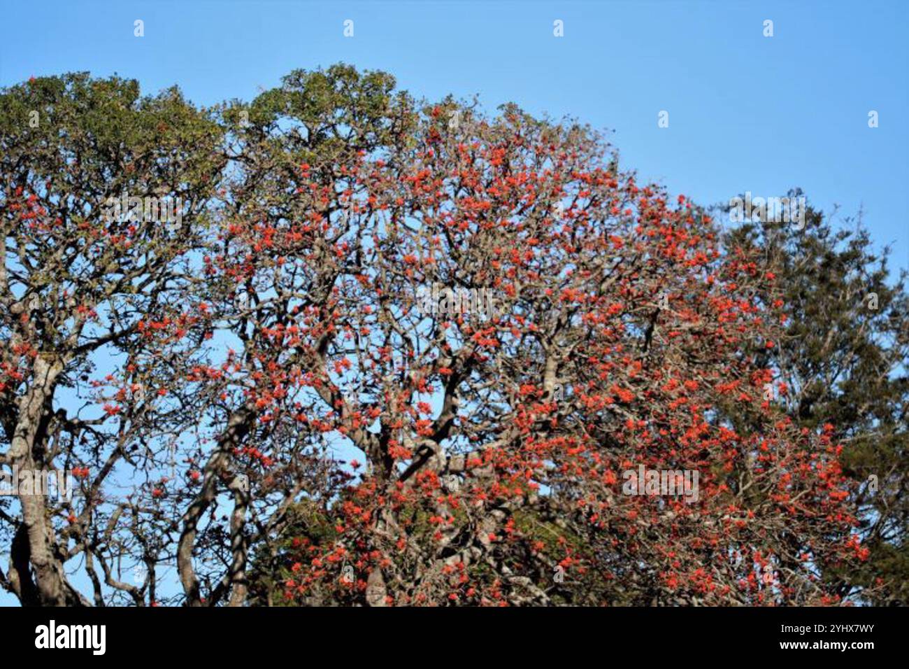 South African Coral Tree (Erythrina caffra Stock Photo - Alamy