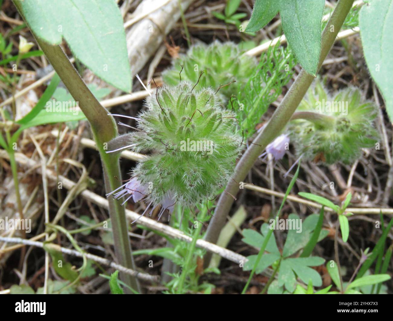 Hydrophyllum capitatum waterleaf hi-res stock photography and images ...
