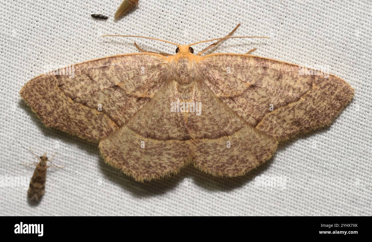 Curved-lined Looper Moth (Lambdina fervidaria Stock Photo - Alamy