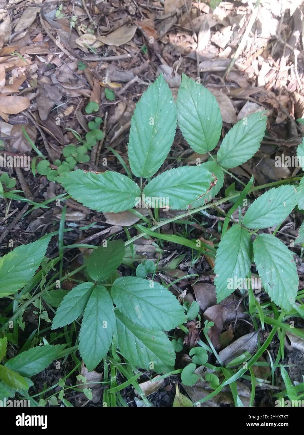 southern dewberry (Rubus trivialis Stock Photo - Alamy