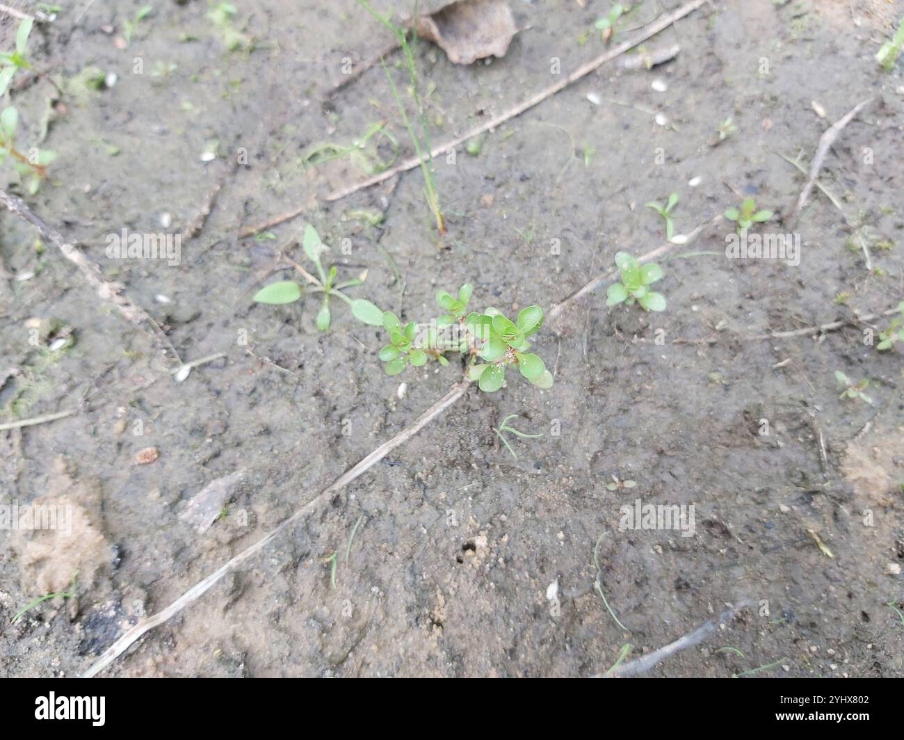 Water-purslane (Lythrum portula Stock Photo - Alamy