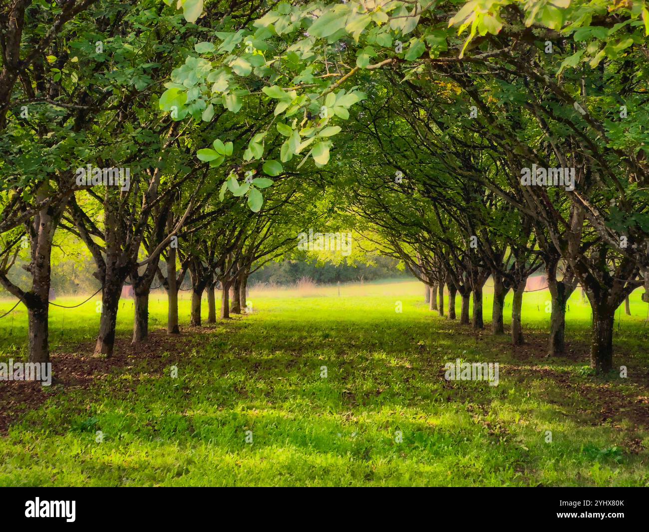Walnut grove hi-res stock photography and images - Alamy