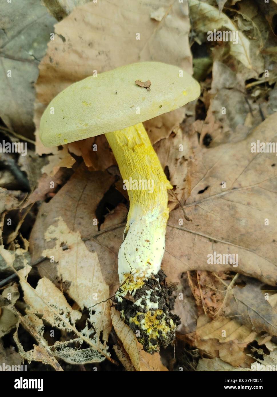 Ornate-stalked bolete (Retiboletus ornatipes Stock Photo - Alamy