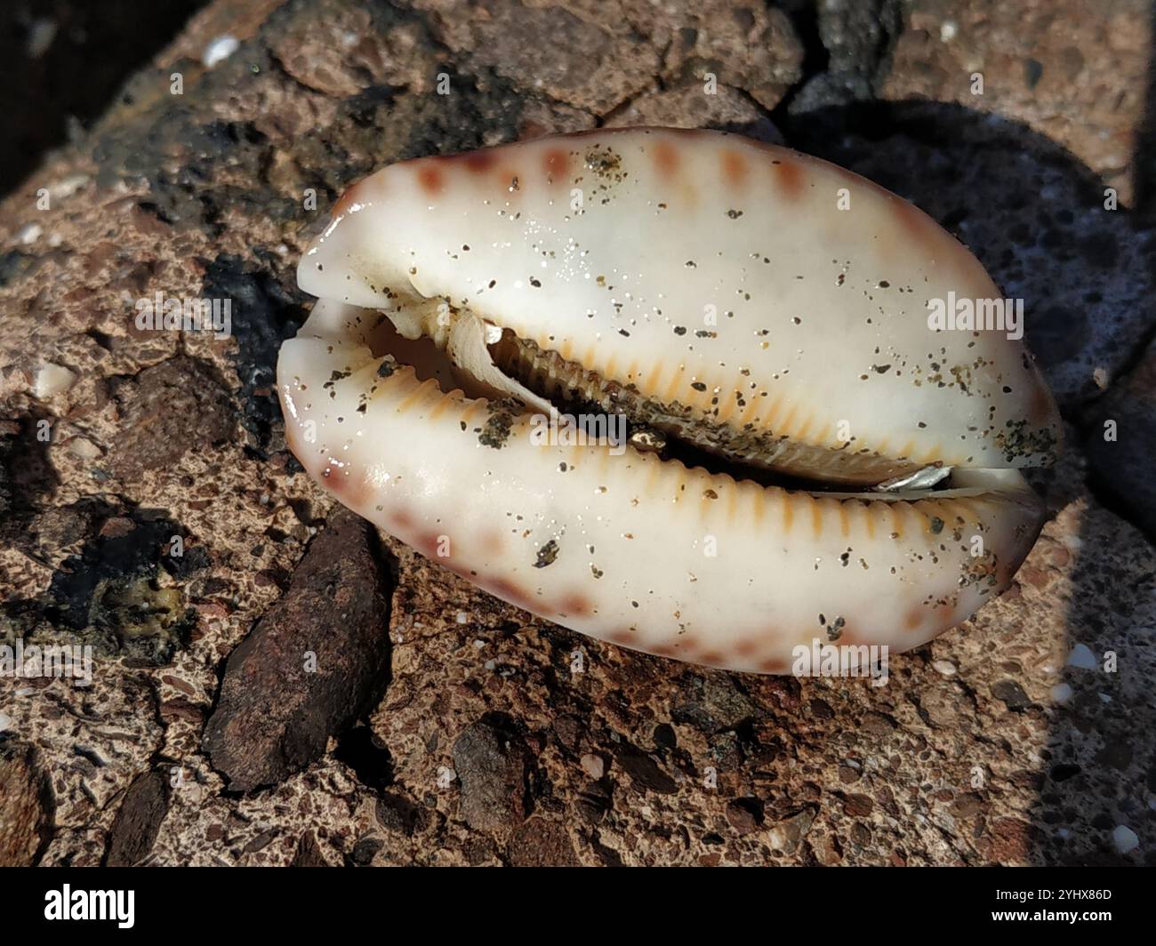 Arabian Cowry (Mauritia arabica Stock Photo - Alamy