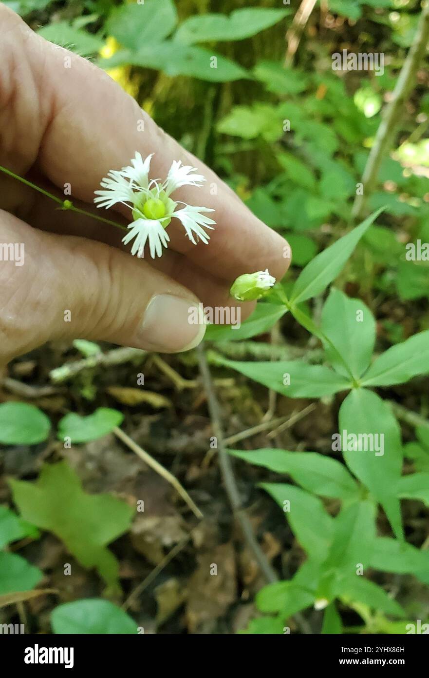 starry campion (Silene stellata Stock Photo - Alamy