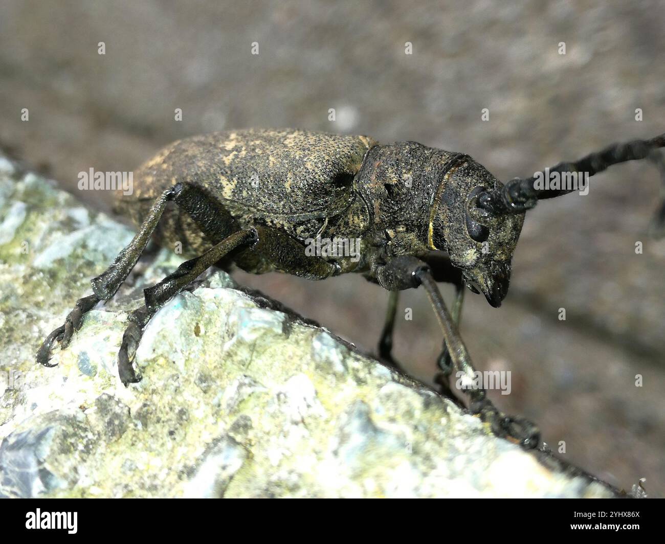 Weaver beetle (Lamia textor Stock Photo - Alamy