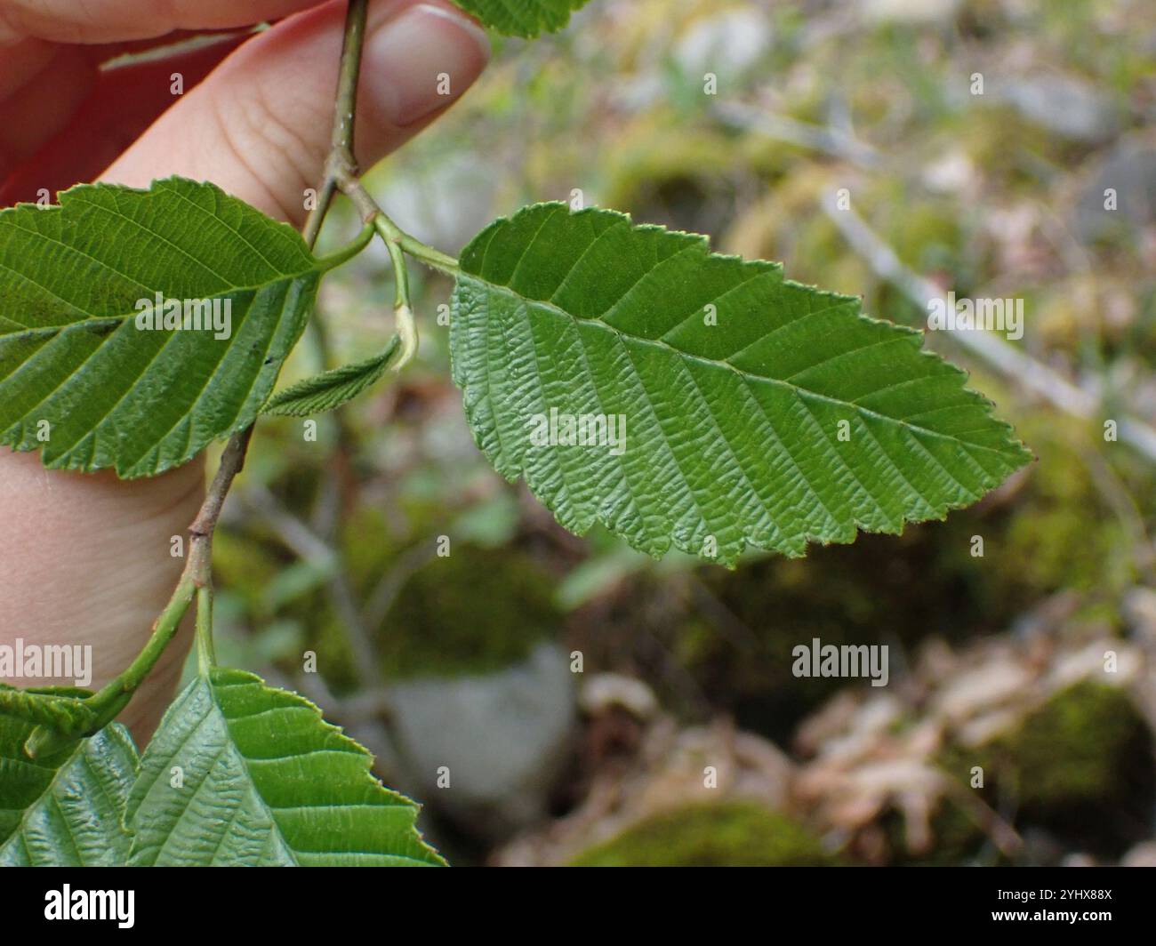 Red Alder (Alnus rubra Stock Photo - Alamy