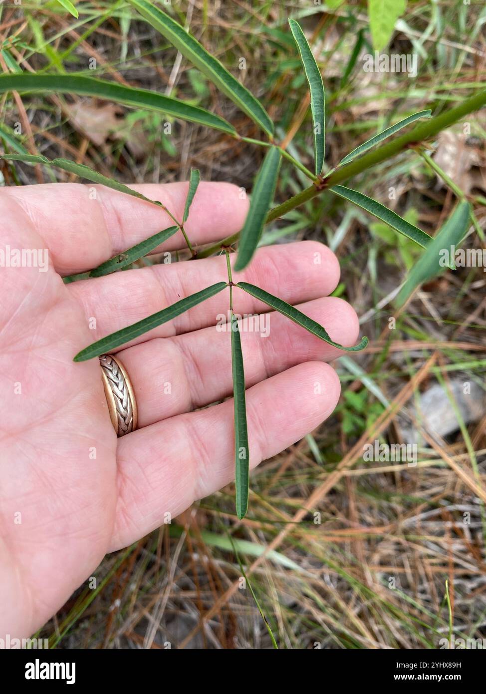 Pine Barren Ticktrefoil (Desmodium strictum Stock Photo - Alamy