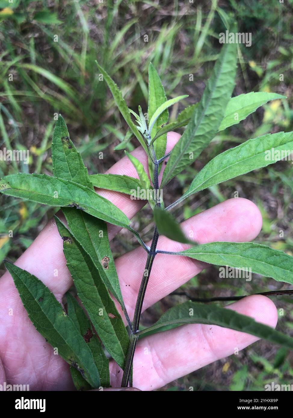 Prairie Sage (Salvia azurea grandiflora Stock Photo - Alamy