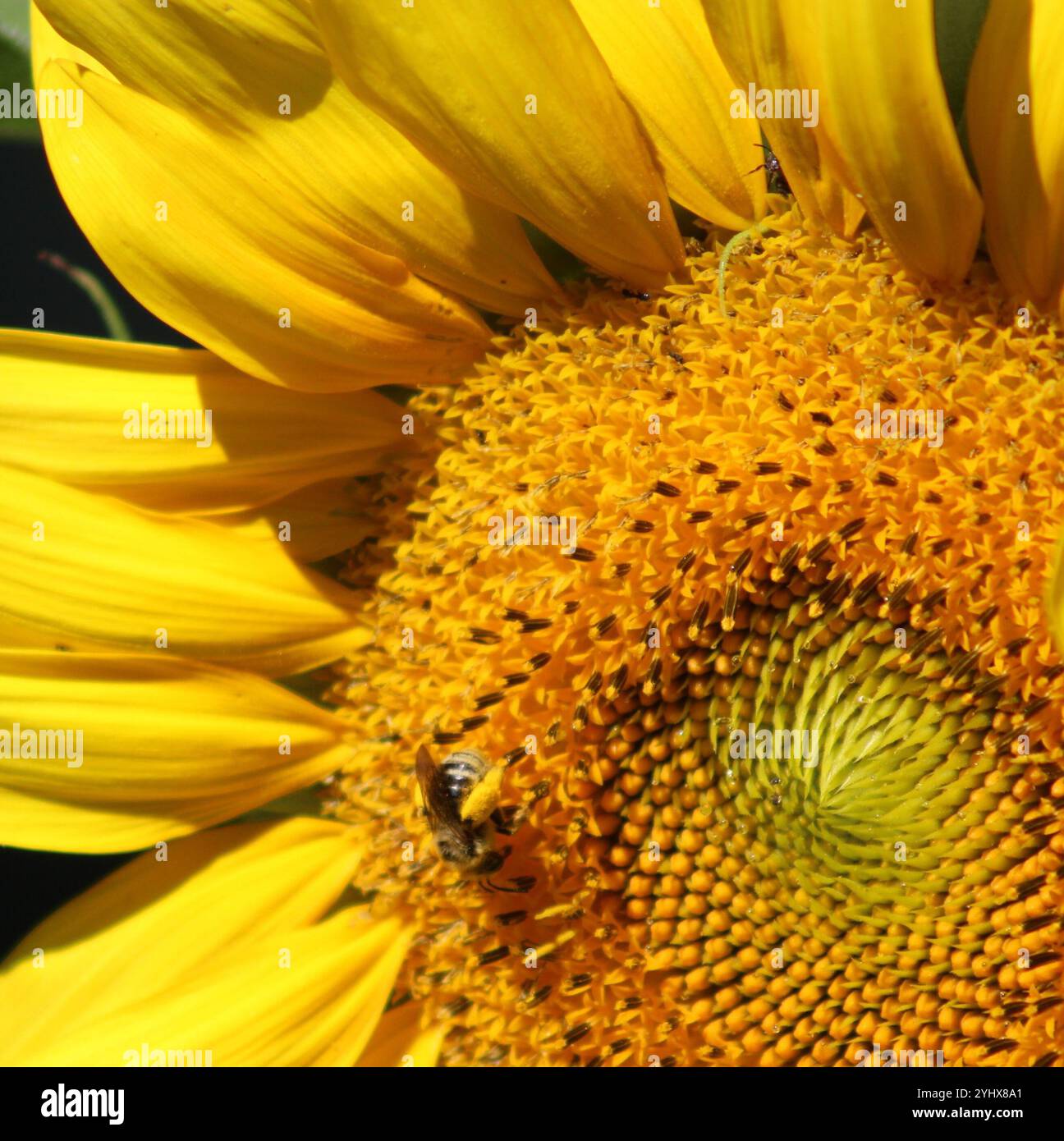 Longhorn Bees (Eucerini Stock Photo - Alamy
