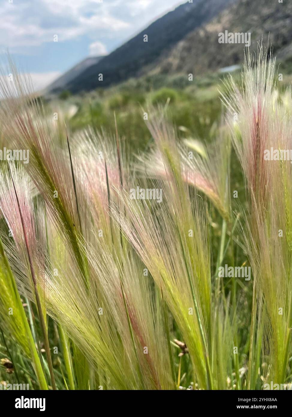 Foxtail Barley (Hordeum jubatum Stock Photo - Alamy