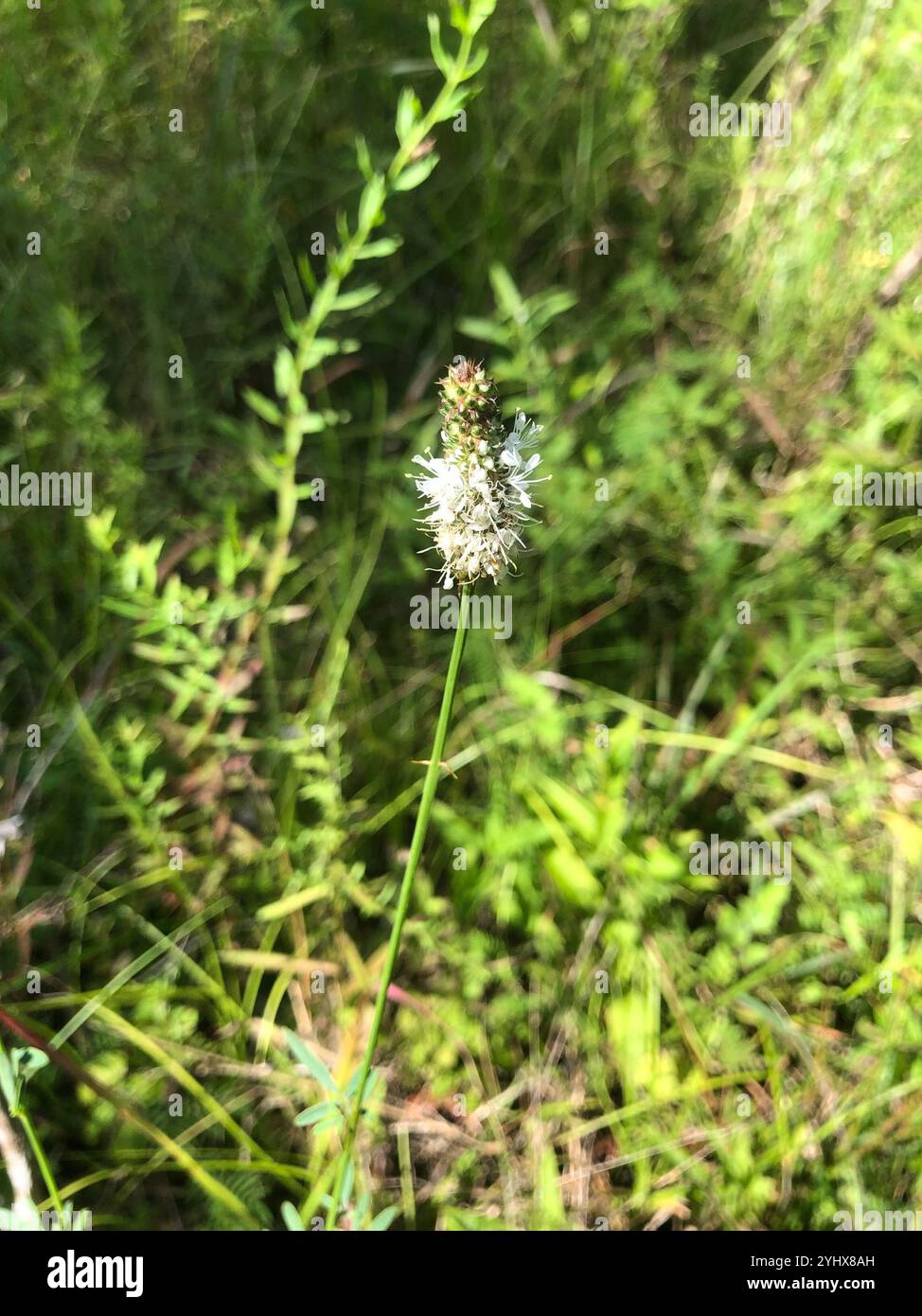 Dalea white hi-res stock photography and images - Alamy