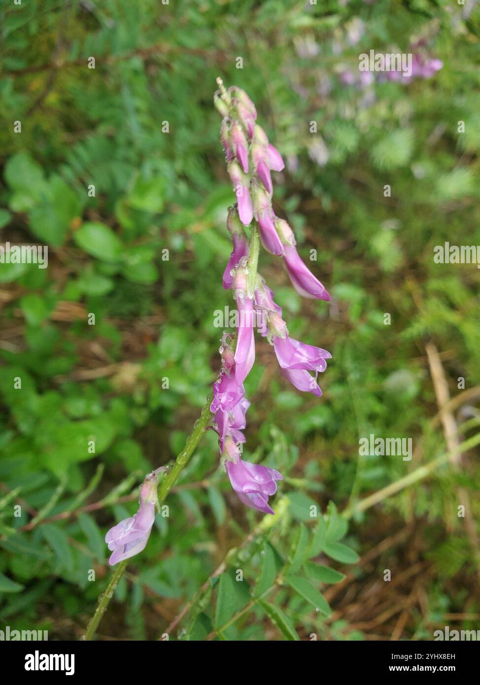 Western Sweet-vetch (Hedysarum occidentale Stock Photo - Alamy