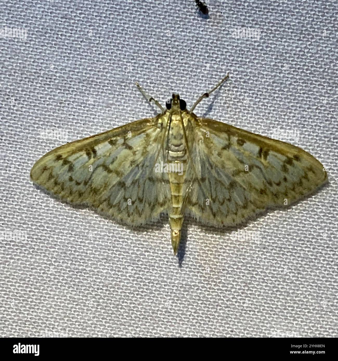 Herpetogramma hi-res stock photography and images - Alamy