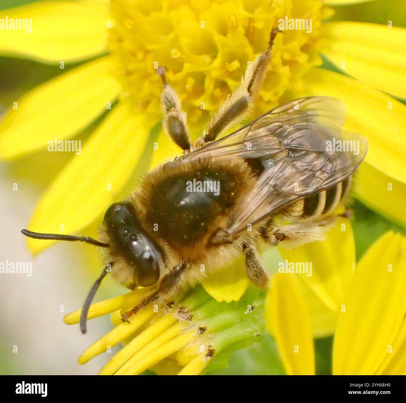 Blunt-horn Bees (Melitta Stock Photo - Alamy