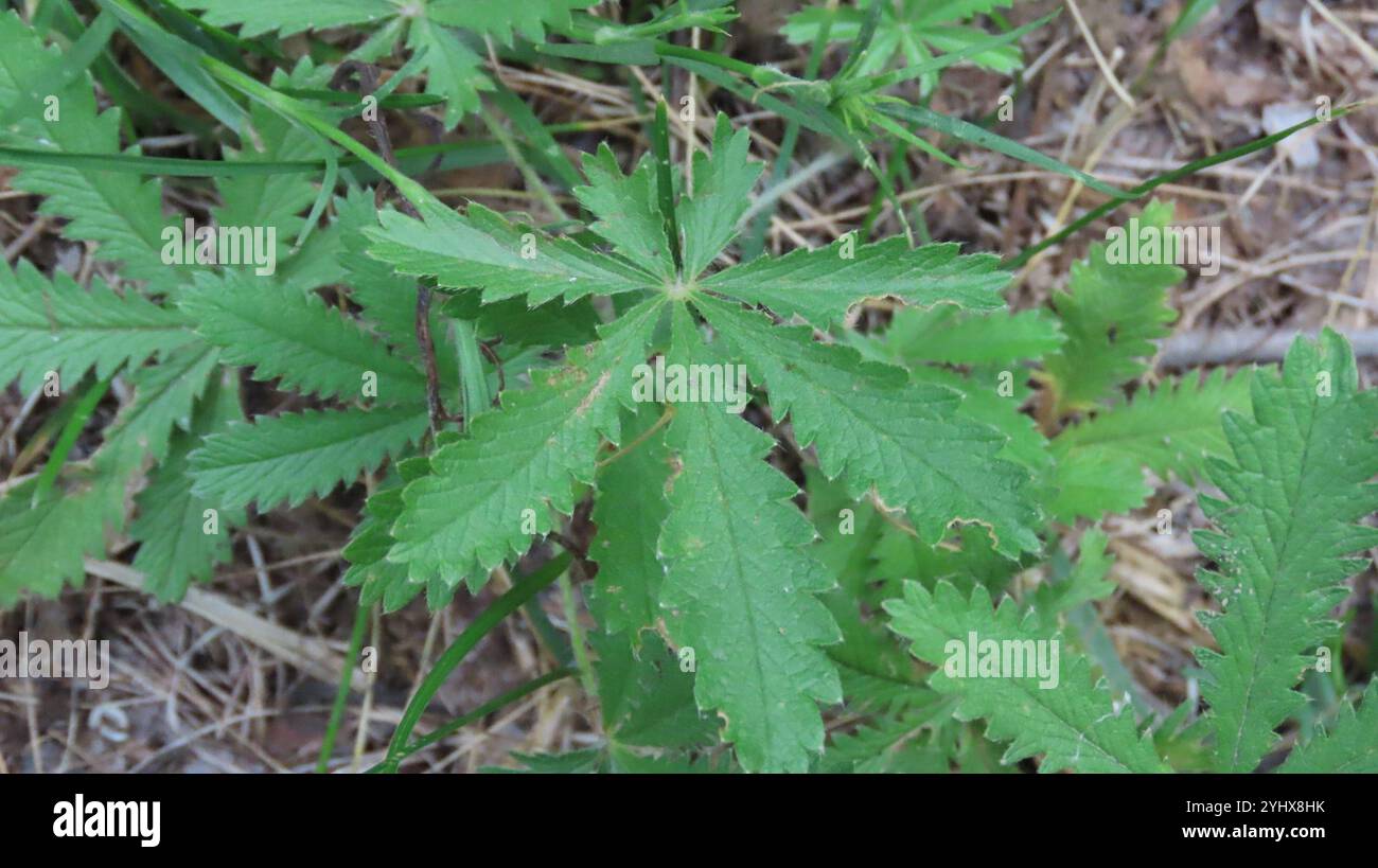 sulphur cinquefoil (Potentilla recta Stock Photo - Alamy