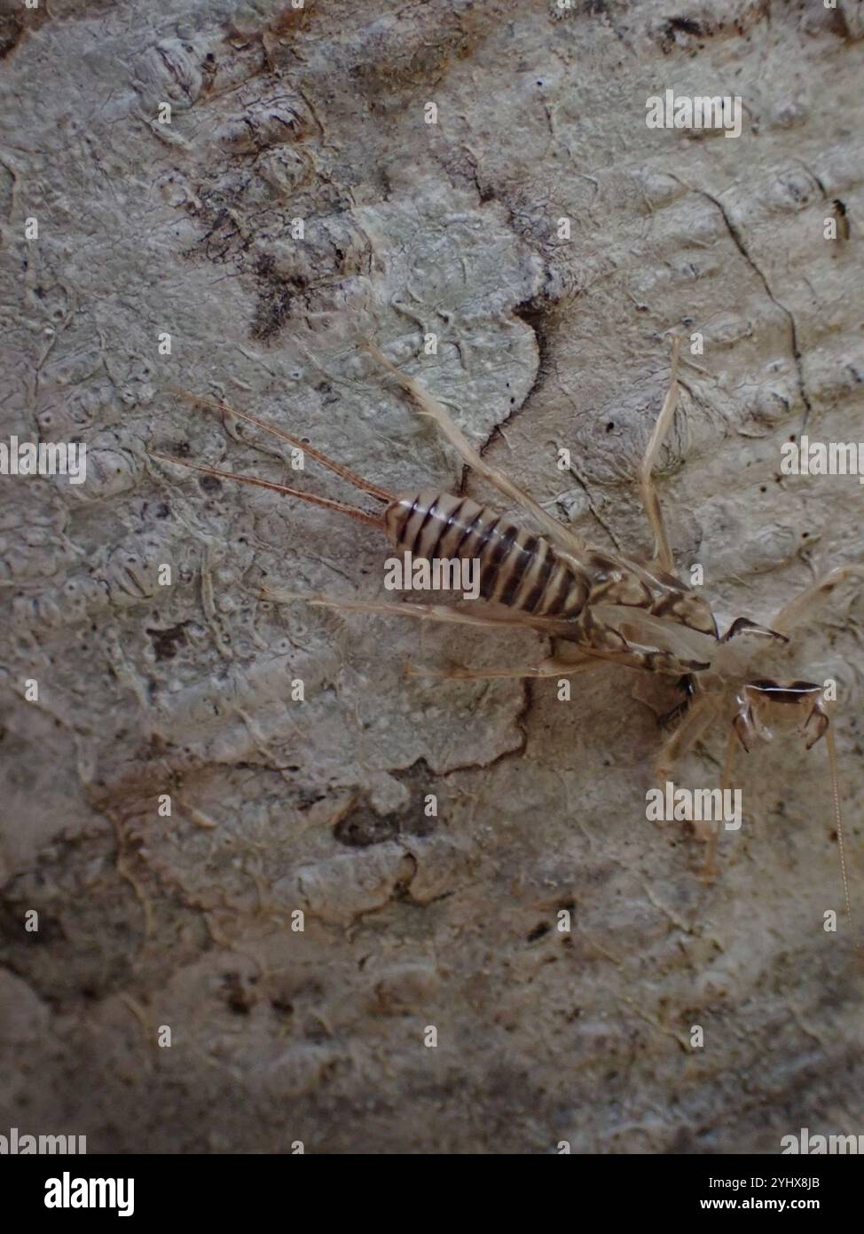 Common Stoneflies (Perlidae Stock Photo - Alamy
