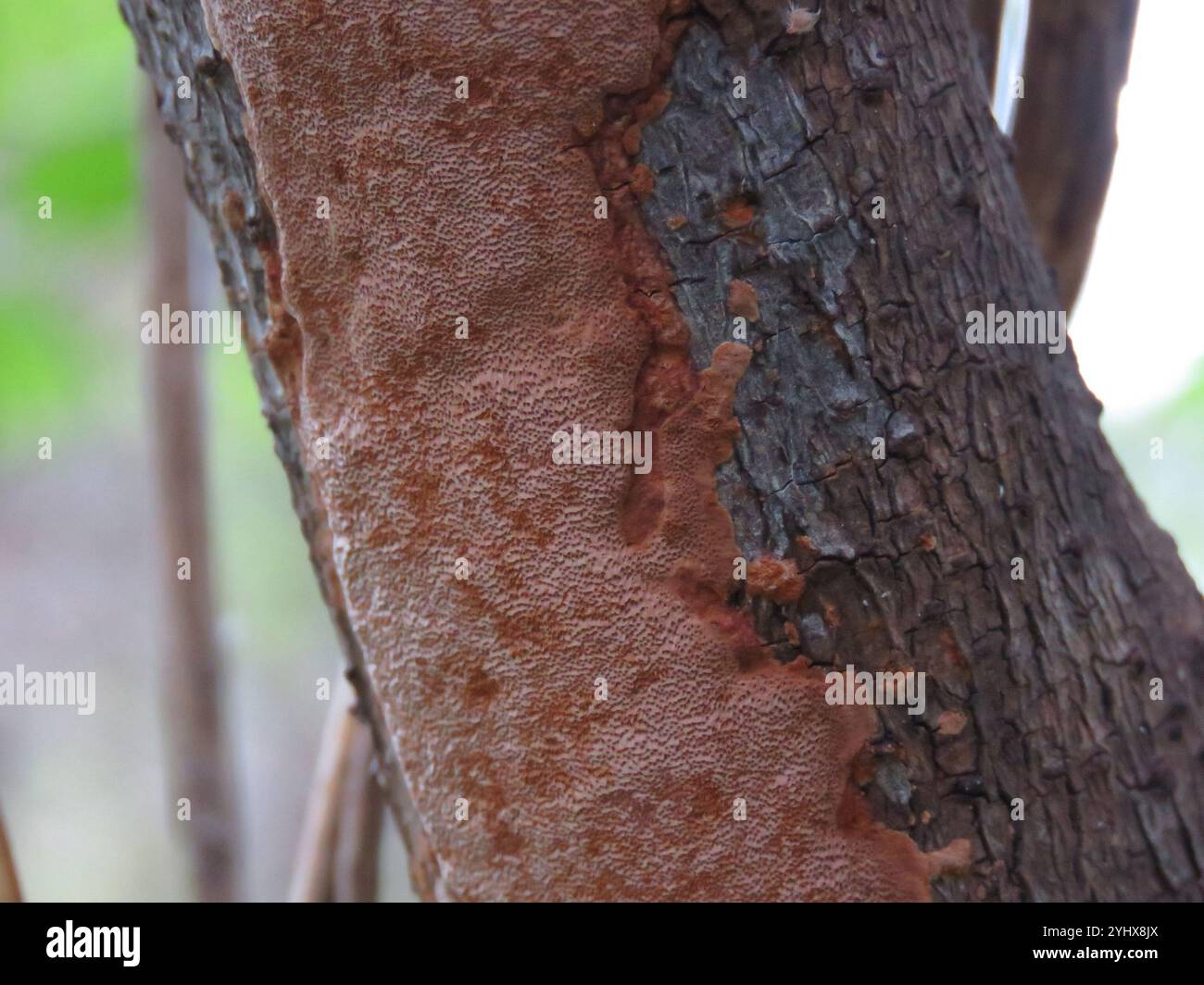 Netted Crust (Byssomerulius corium Stock Photo - Alamy