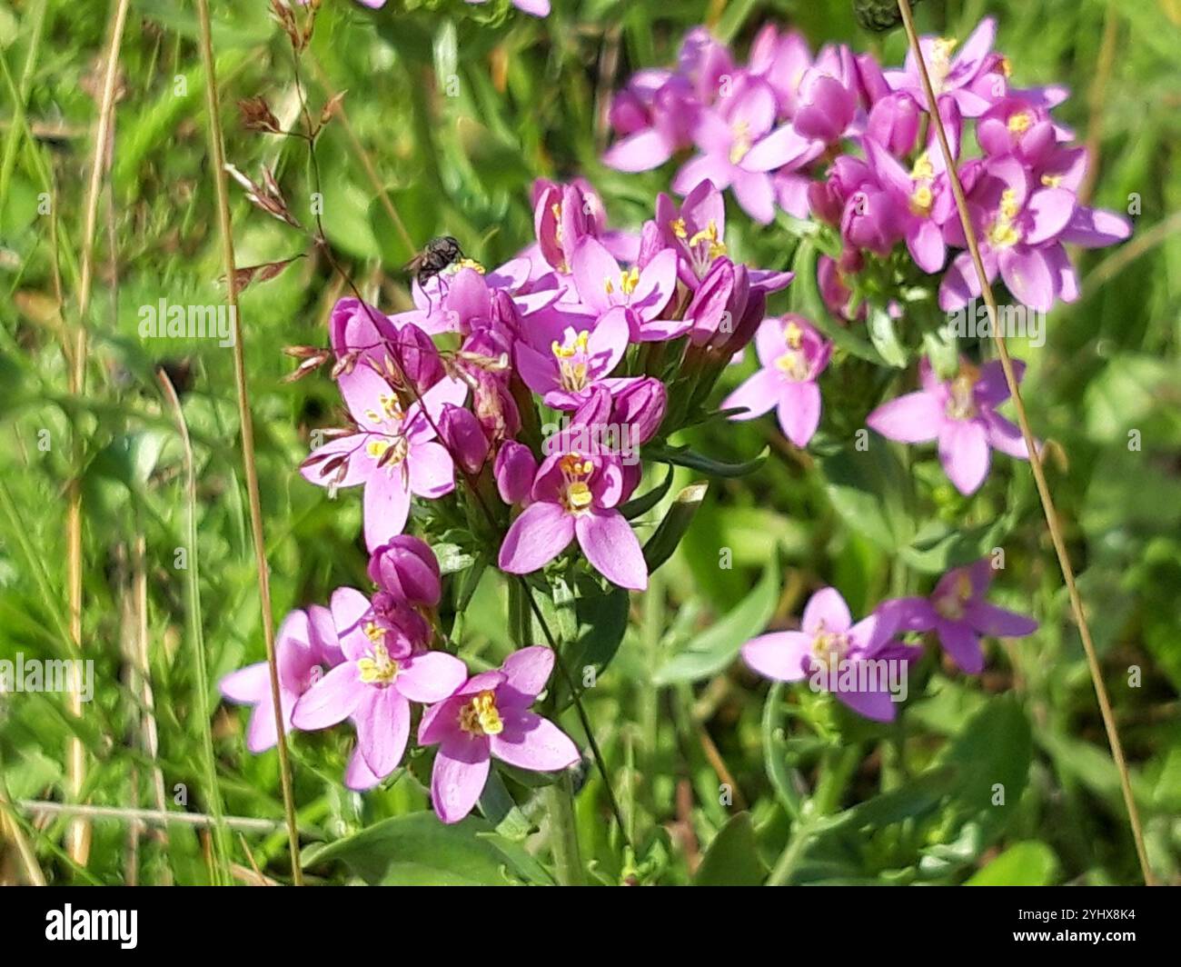 Common centaury (Centaurium erythraea Stock Photo - Alamy