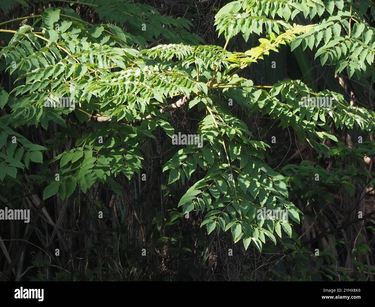 Taiwanese rain tree hi-res stock photography and images - Alamy