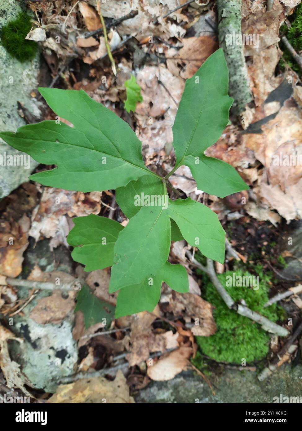 three-leaved rattlesnake root (Nabalus trifoliolatus Stock Photo - Alamy