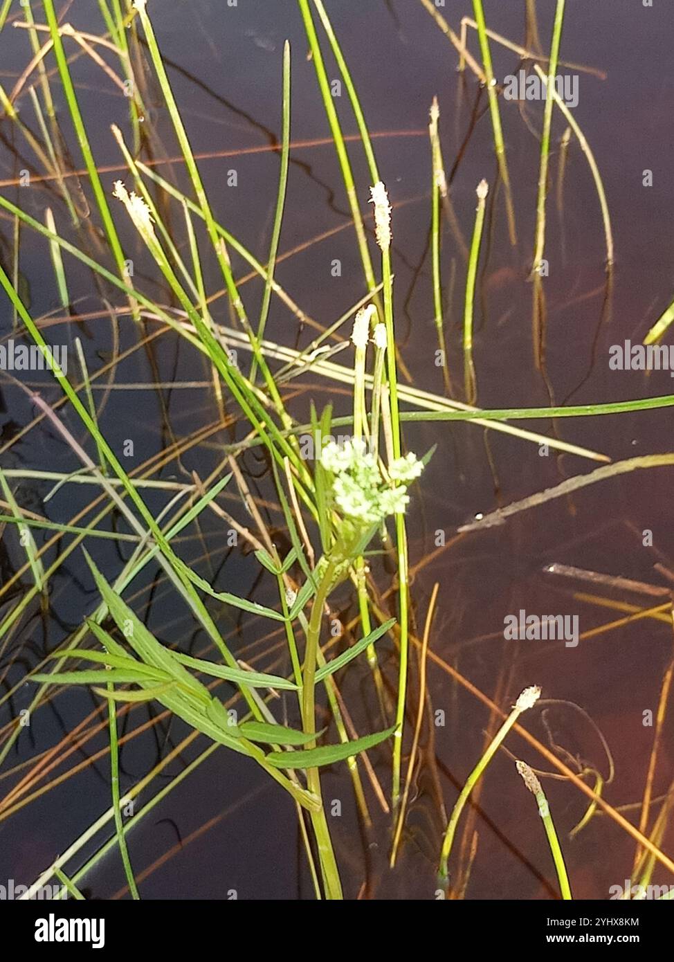 water parsnip (Sium suave Stock Photo - Alamy
