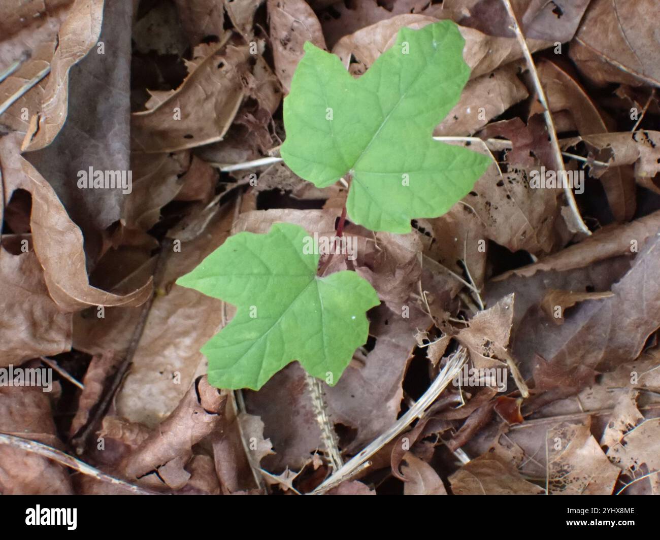bigleaf maple (Acer macrophyllum Stock Photo - Alamy