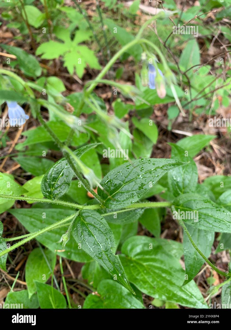 Tall Bluebell (Mertensia paniculata Stock Photo - Alamy