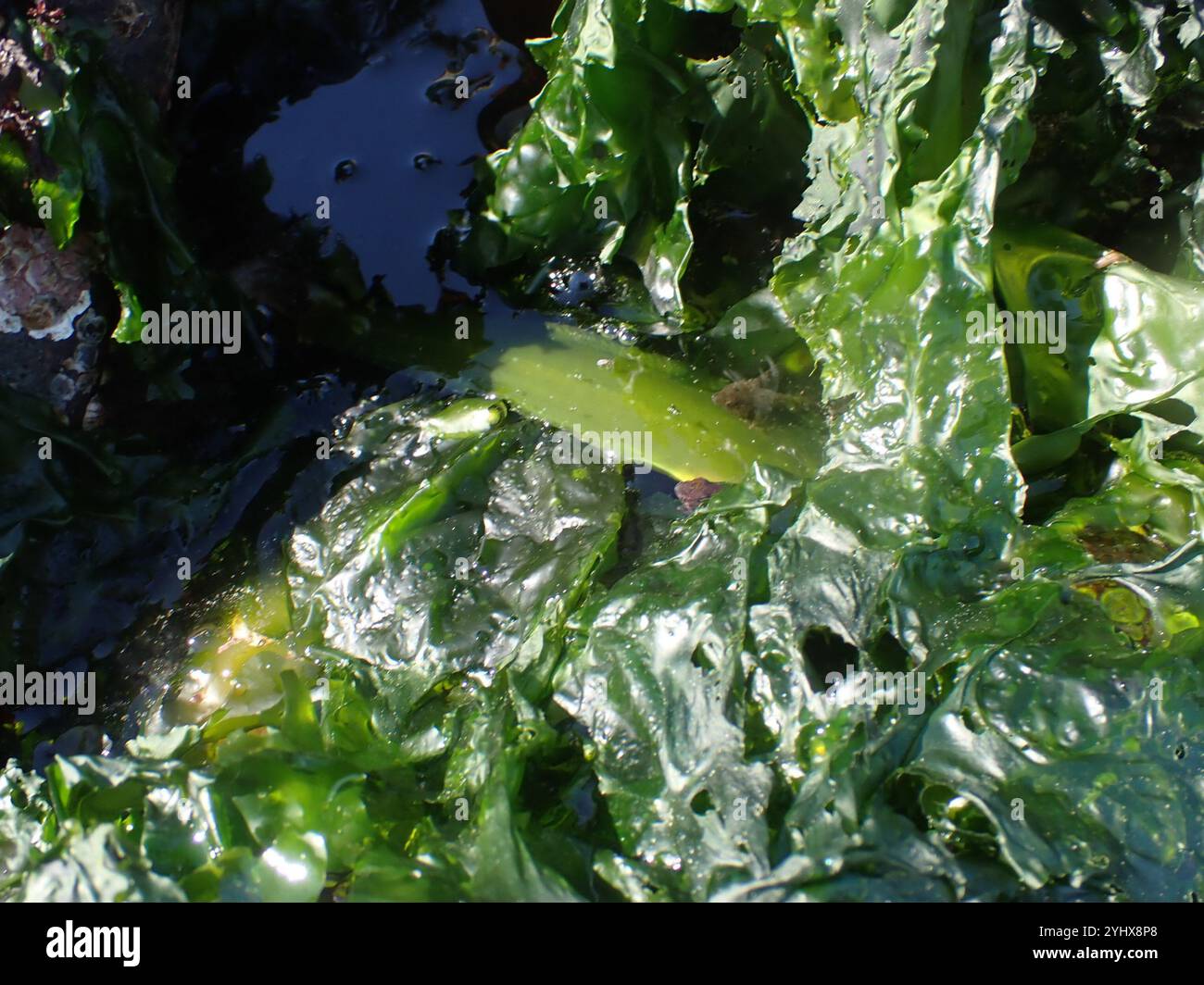 Penpoint Gunnel (Apodichthys flavidus Stock Photo - Alamy