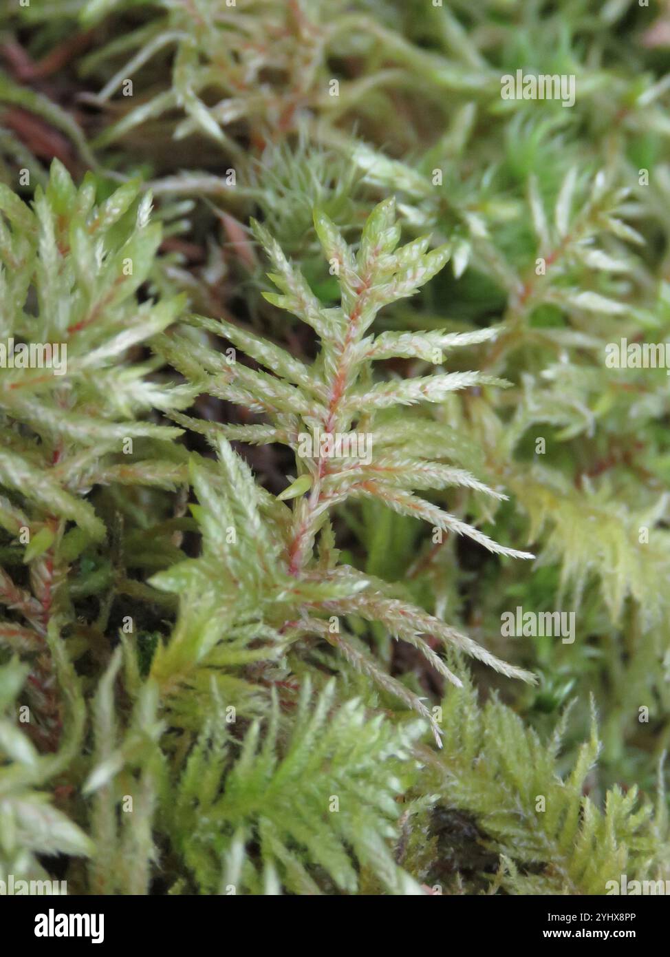 Red-stemmed Feather Moss (Pleurozium schreberi Stock Photo - Alamy