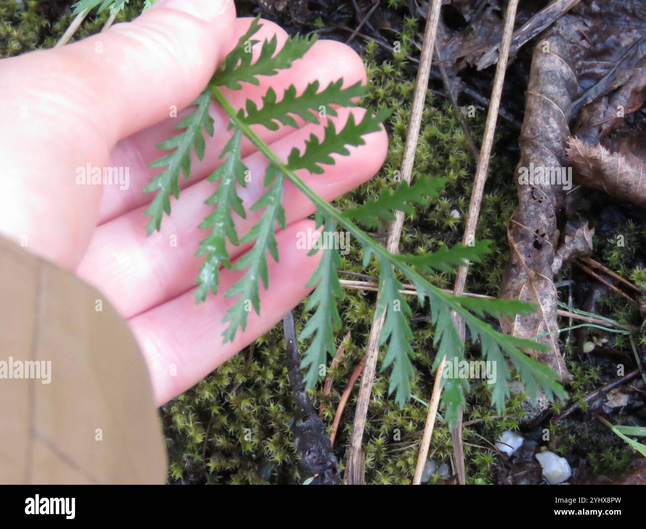 Chamomiles, yarrows, and allies (Anthemideae Stock Photo - Alamy