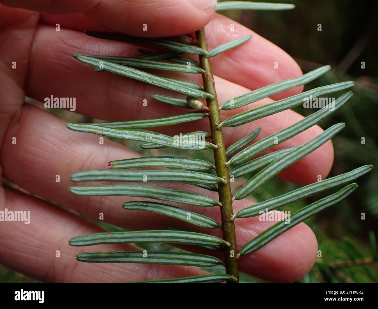 grand fir (Abies grandis Stock Photo - Alamy