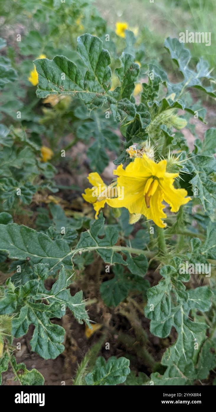 buffalo-bur (Solanum rostratum Stock Photo - Alamy