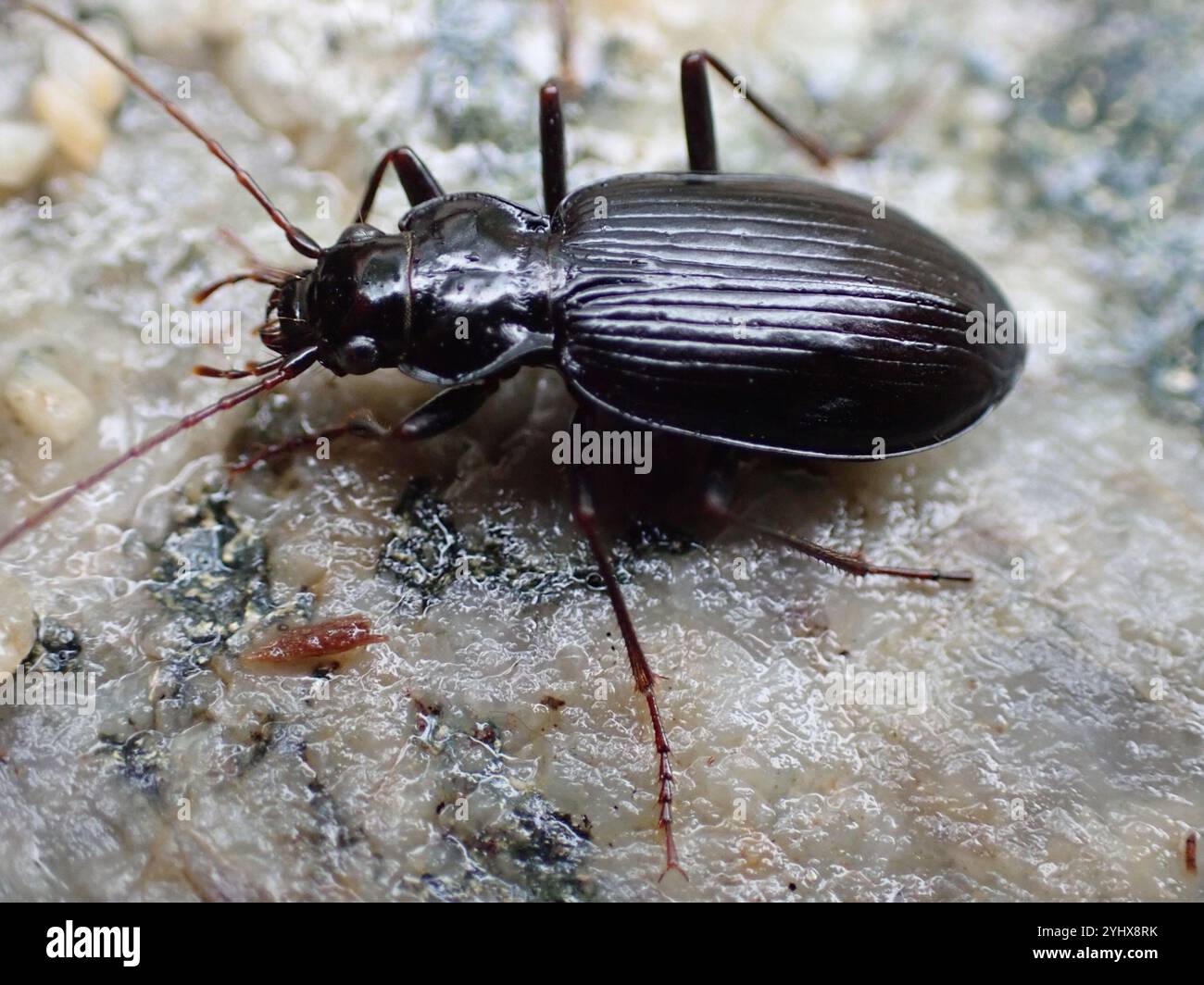 Gazelle Beetles (Nebria Stock Photo - Alamy